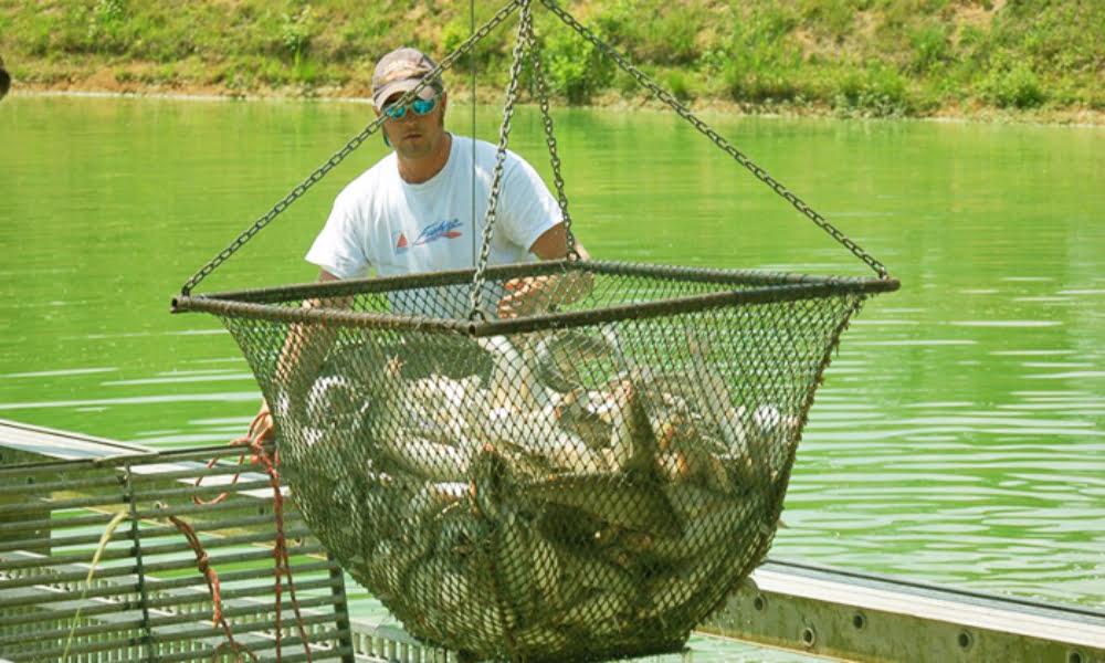 Know About Employment Opportunities In Fishing Industry In Canada Tution 360 know-about-employment-opportunities-in-fishing-industry-in-canada-tution-360